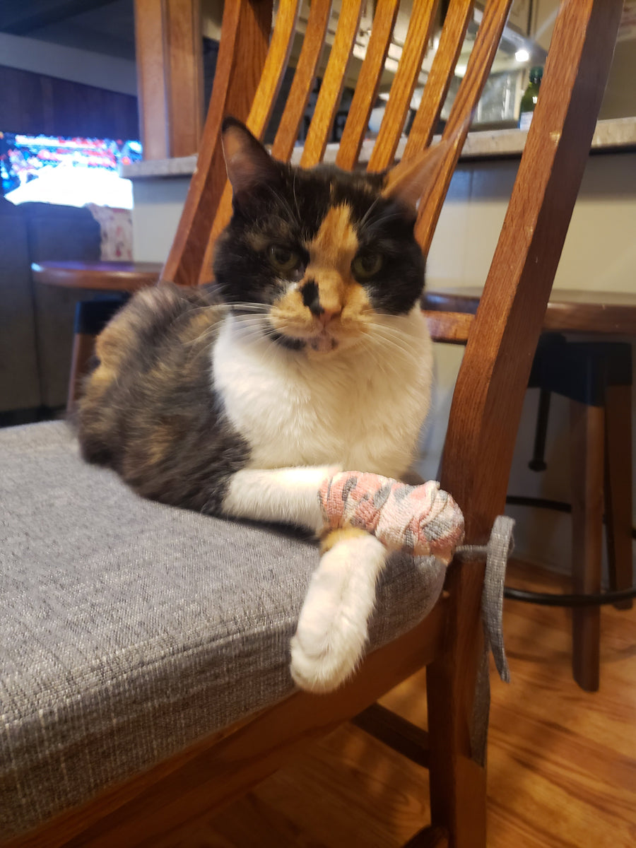 Feline Pododermatitis – RESCUE TALES